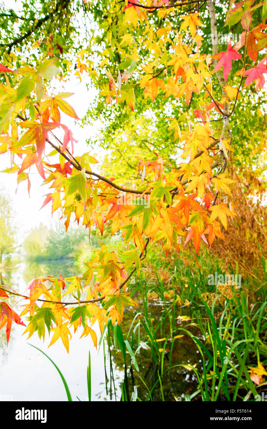 Tree branches hanging over water hi-res stock photography and images ...