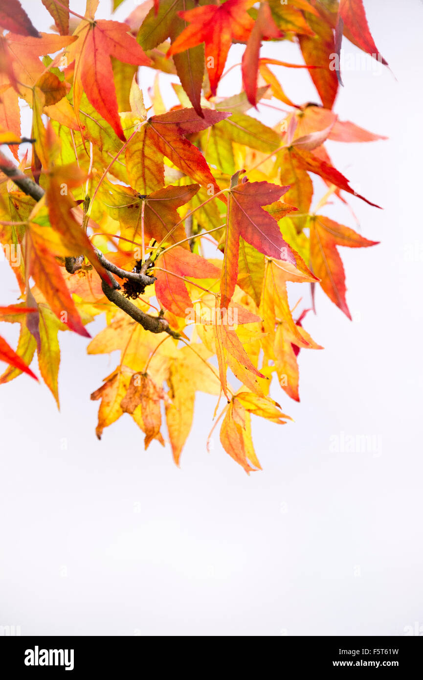 Fall leaves cutout hi-res stock photography and images - Alamy