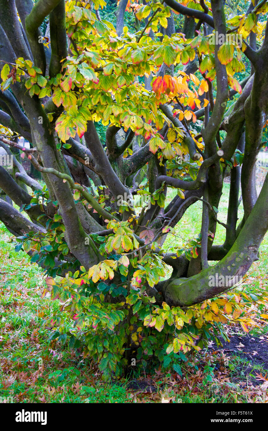 Twisted tree branches hi-res stock photography and images - Alamy