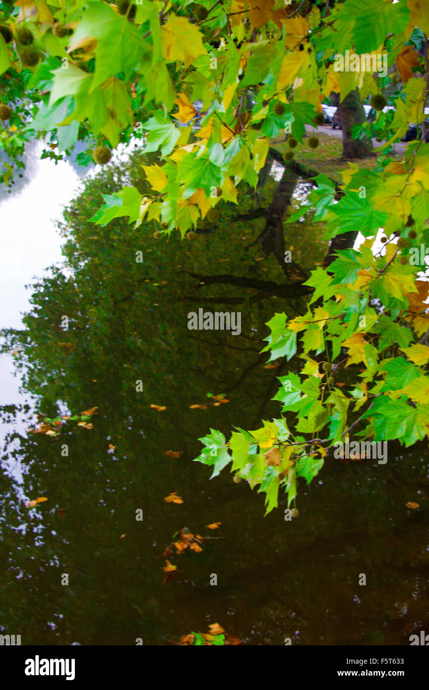 Red leaves over pond hi-res stock photography and images - Alamy