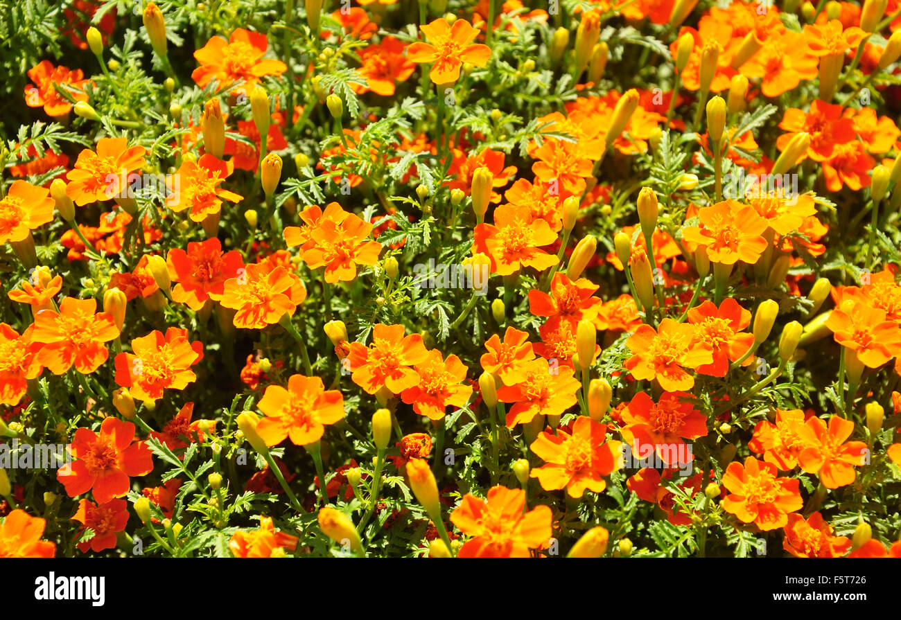 Marigold (Tagetes tenuifolia Stock Photo - Alamy