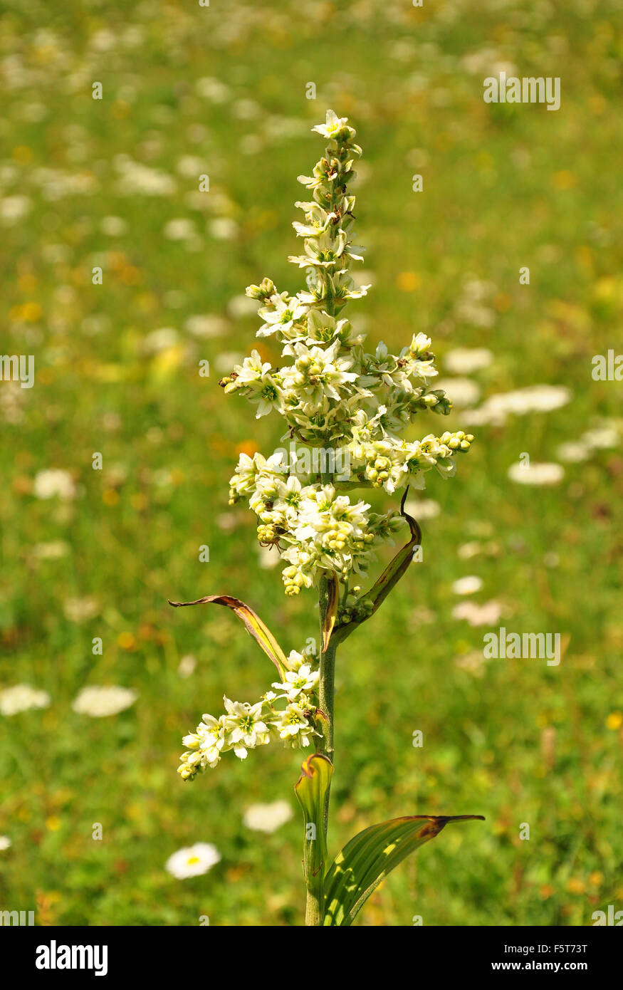 White false helleborine (Veratrum album Stock Photo - Alamy