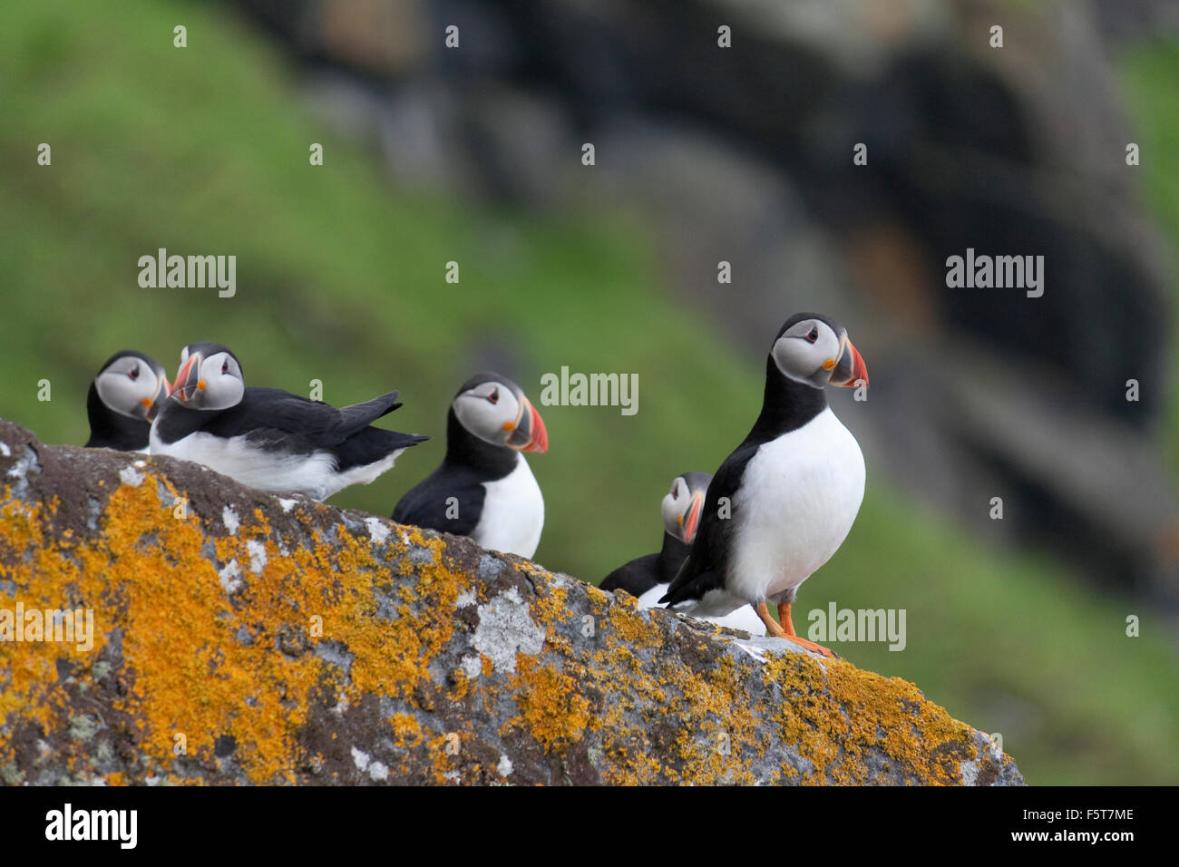 Group of puffins resting on a lichen-covered rock on the island of ...