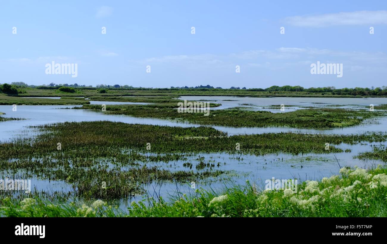 Pagham Harbour salt marsh in spring Stock Photo - Alamy