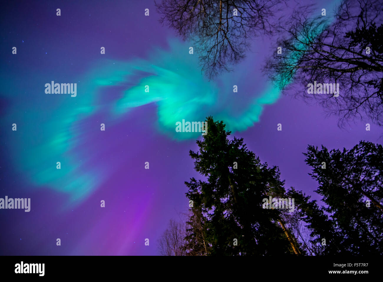 Woods oulu finland hi-res stock photography and images - Alamy