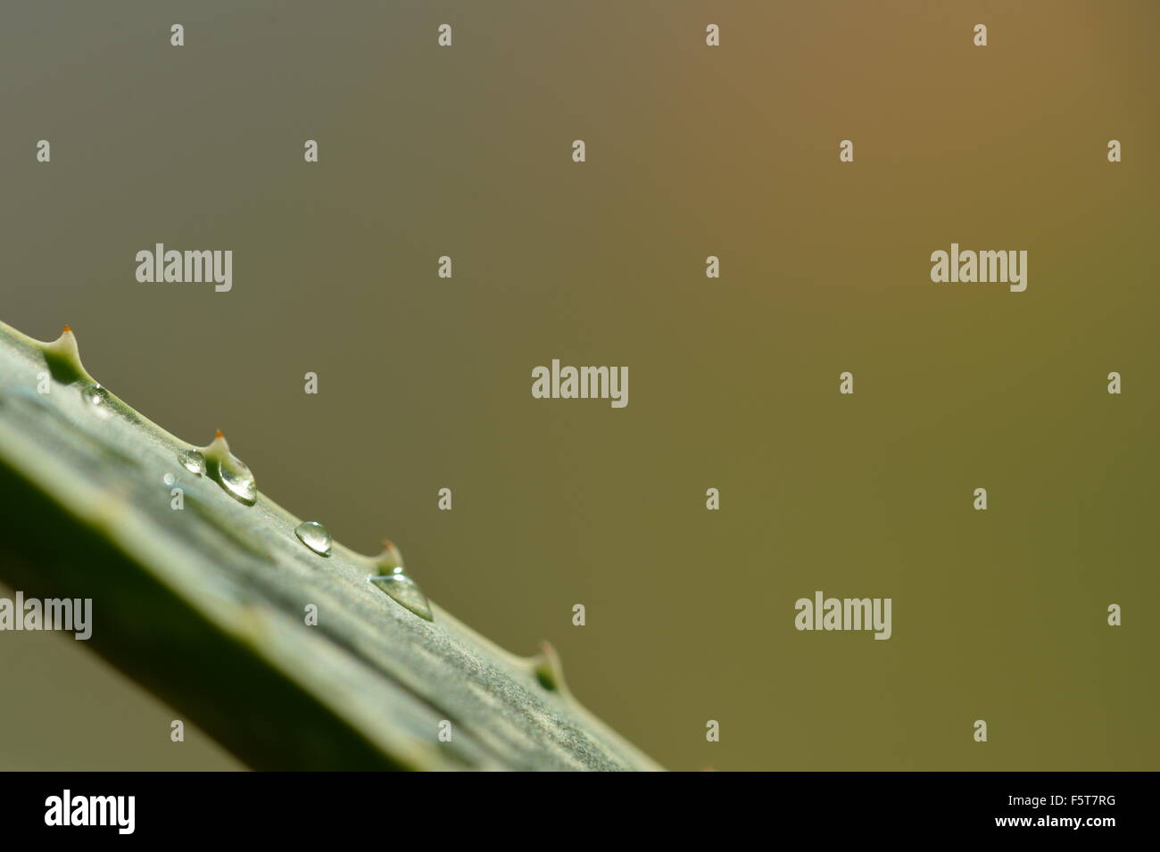 Water drops on a cactus leaf hi-res stock photography and images - Alamy