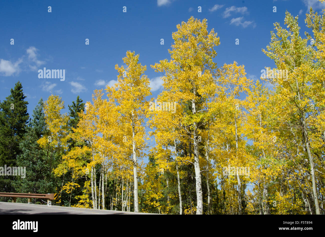 Aspen trees turning yellow in fall along the road to Mount Evans in ...
