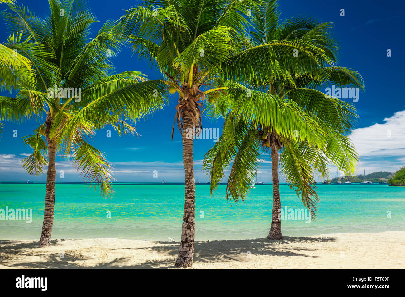 Three palm trees over blue lagoon in Fiji Islands Stock Photo - Alamy