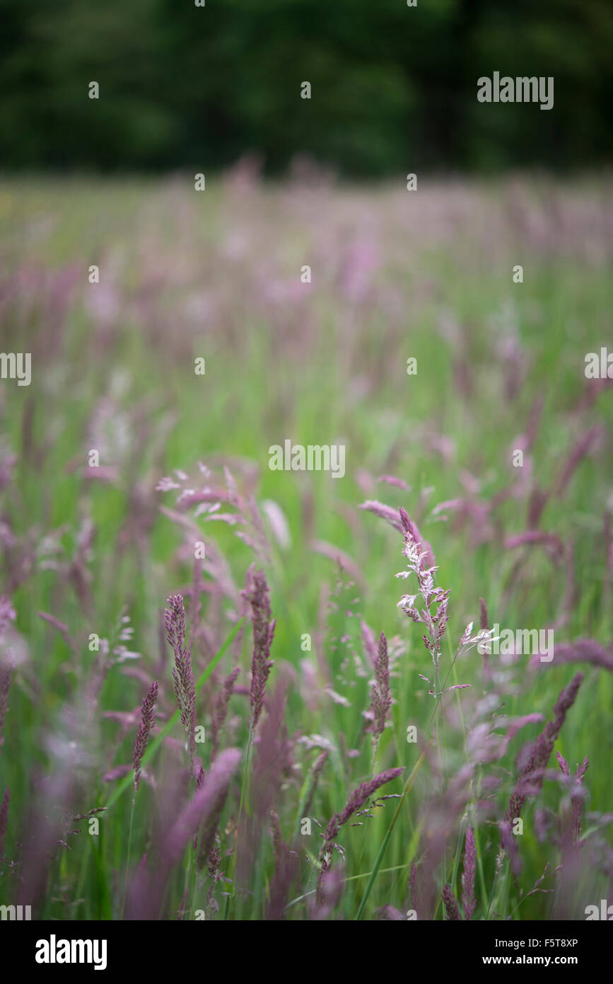 Soft purple tinted meadow grasses in the English countryside in June ...
