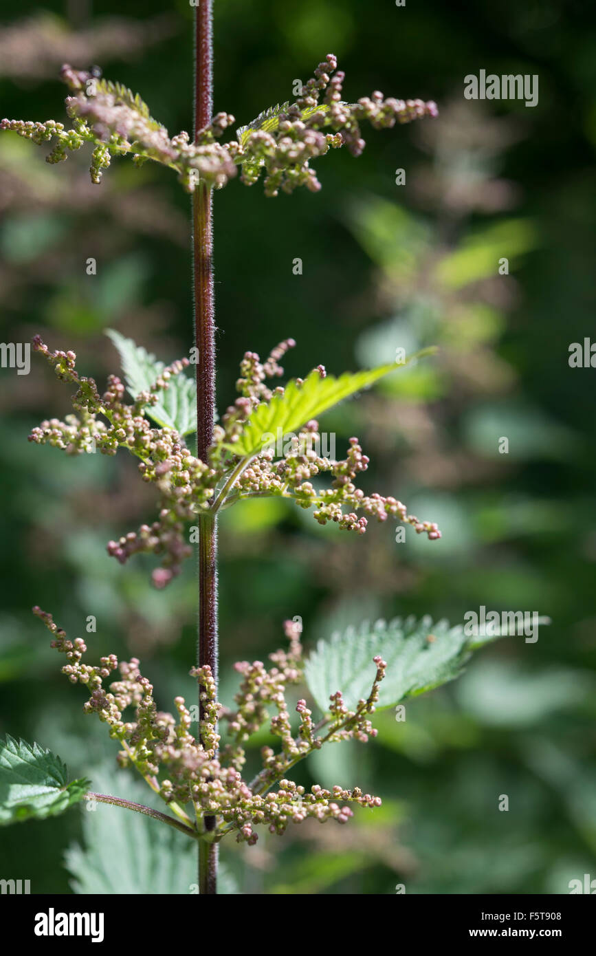 Close up of stinging nettle flowers. Urtica Dioica Stock Photo - Alamy