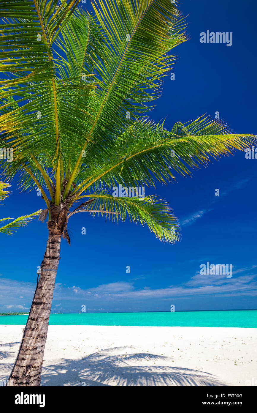 Single vibrant coconut palm tree on a white tropical beach in Maldives ...
