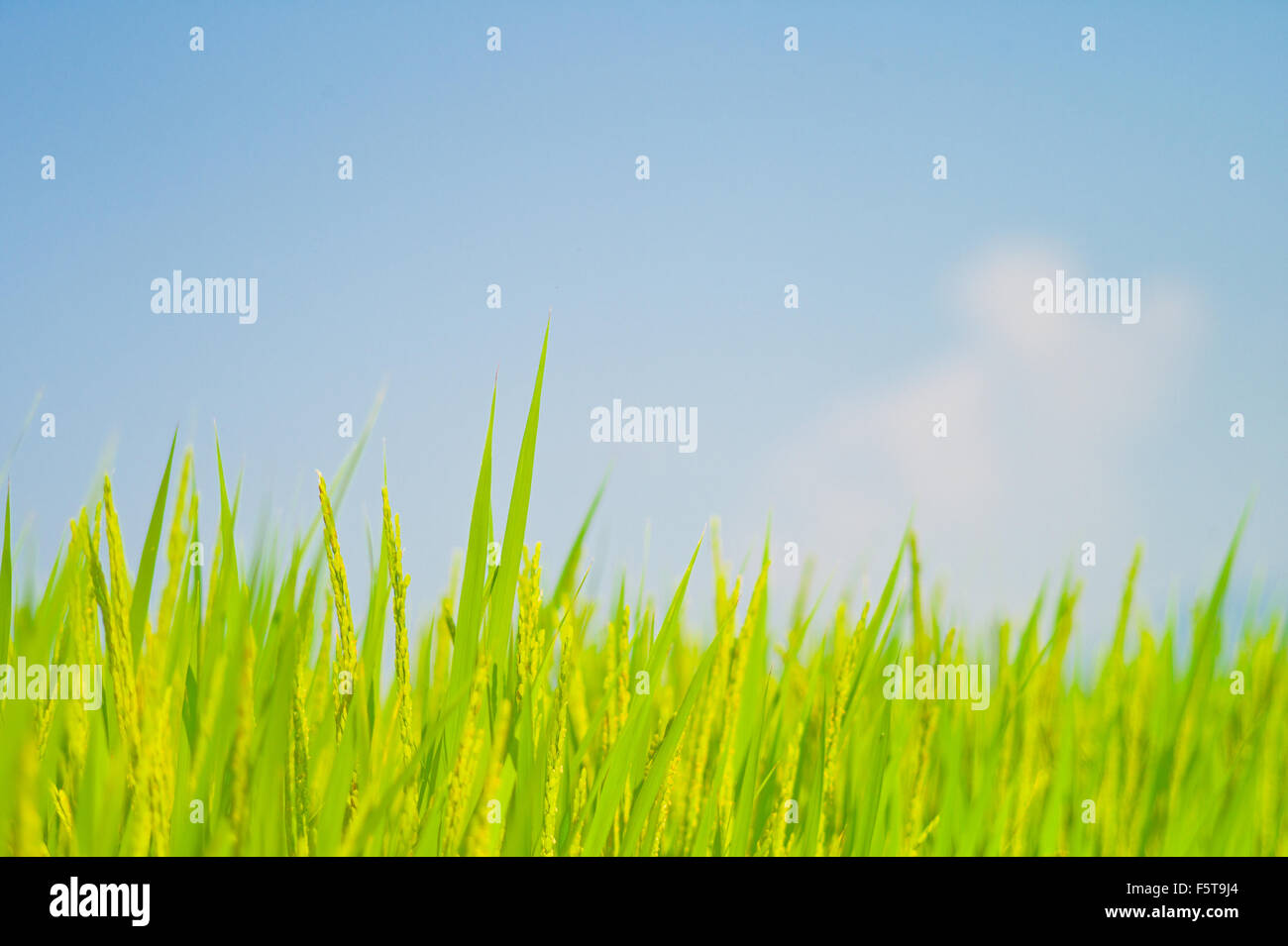 Rice field in summer Stock Photo - Alamy