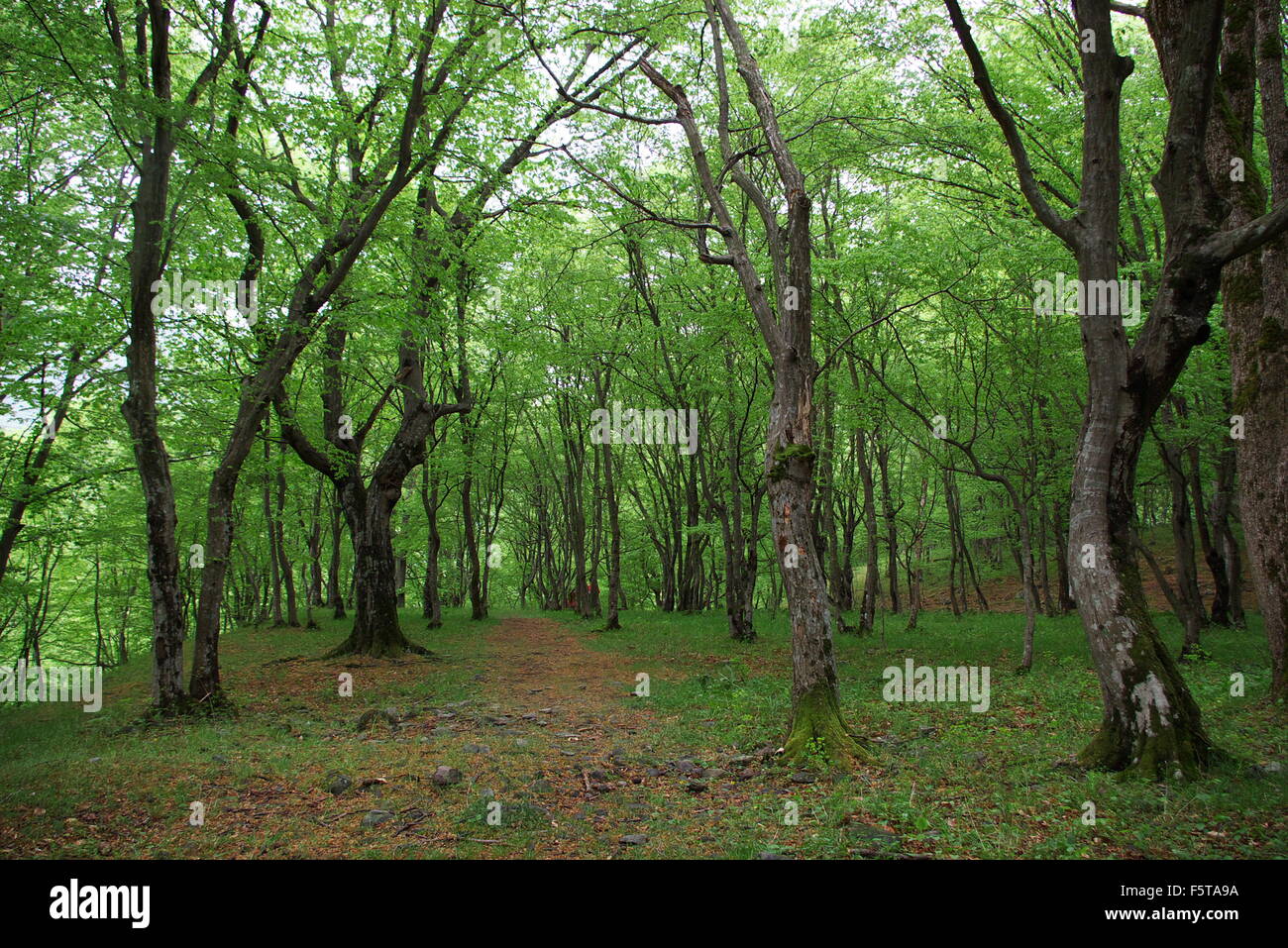 Eco trail in green forest Stock Photo - Alamy