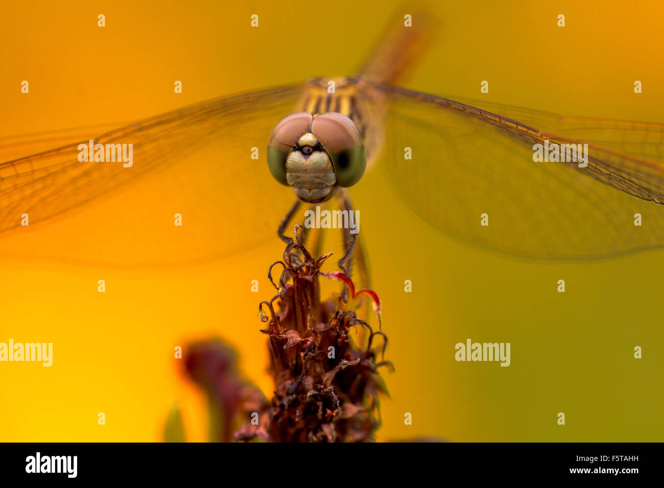 Closeup dragonfly wings hi-res stock photography and images - Alamy