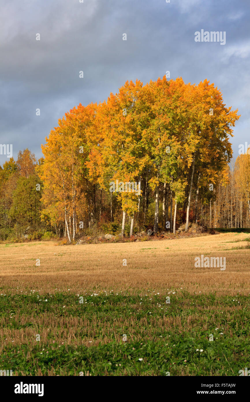 Landscape field trees autumn colors Stock Photo - Alamy