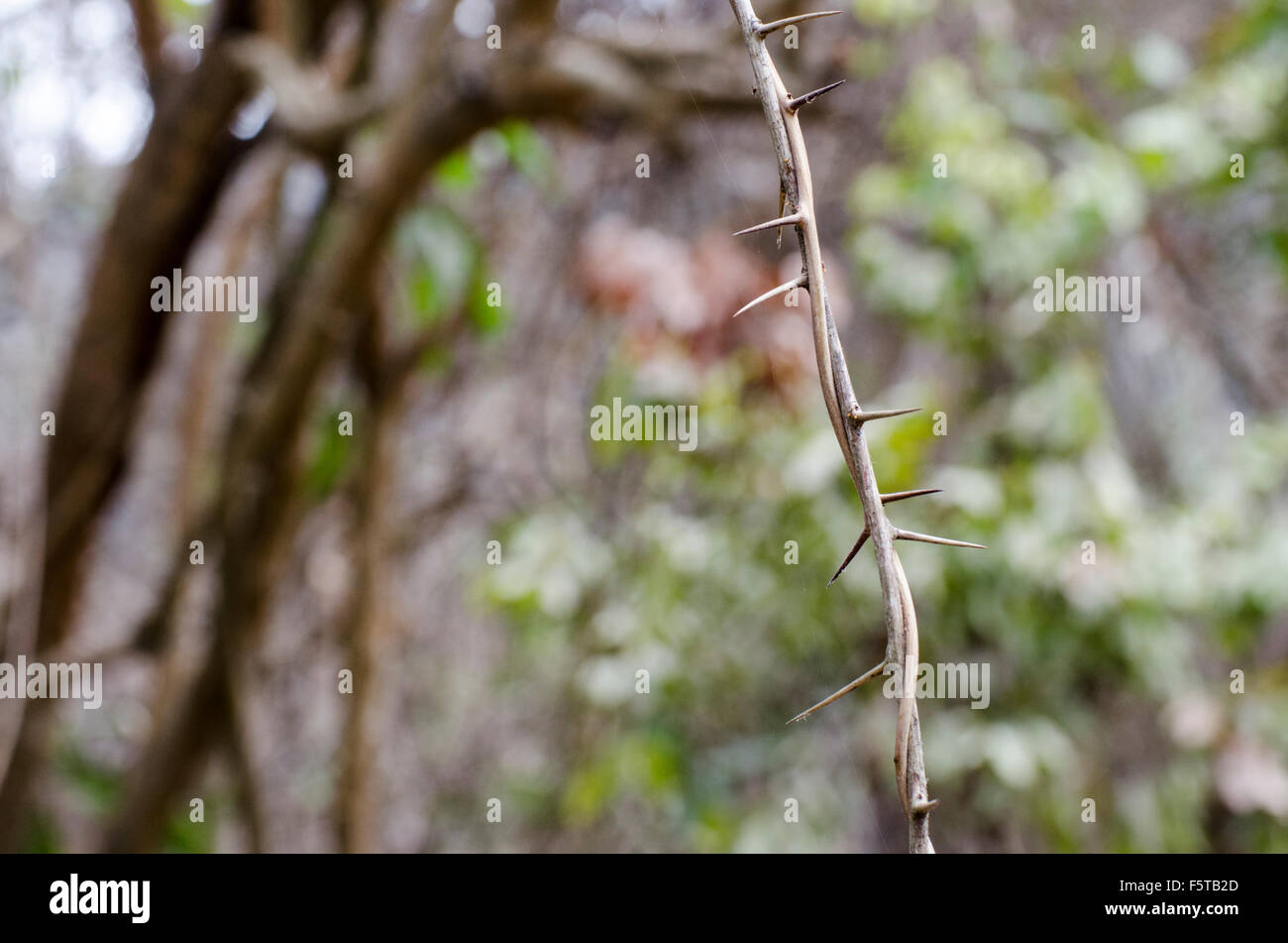 Dry thorn forest hi-res stock photography and images - Alamy