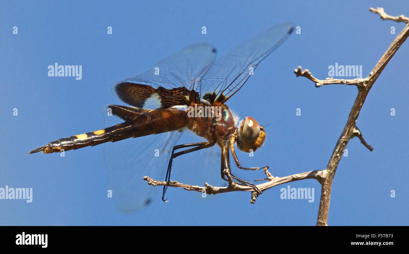 dragonfly resting on branch Stock Photo - Alamy