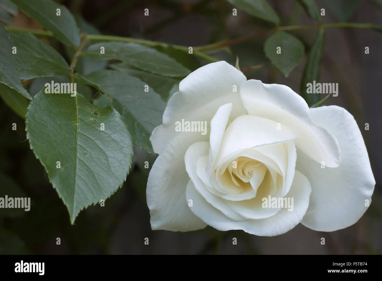 Beautiful White Rose Macro Stock Photo - Alamy