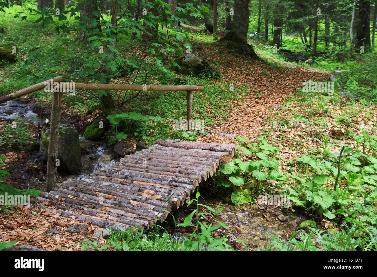 Wooden bridge in forest Stock Photo - Alamy