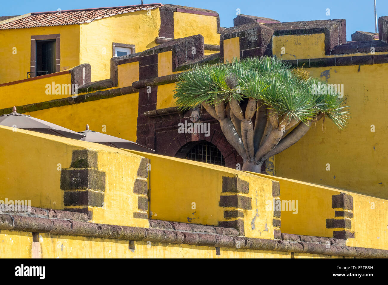 Madeira portugal tree hi-res stock photography and images - Alamy