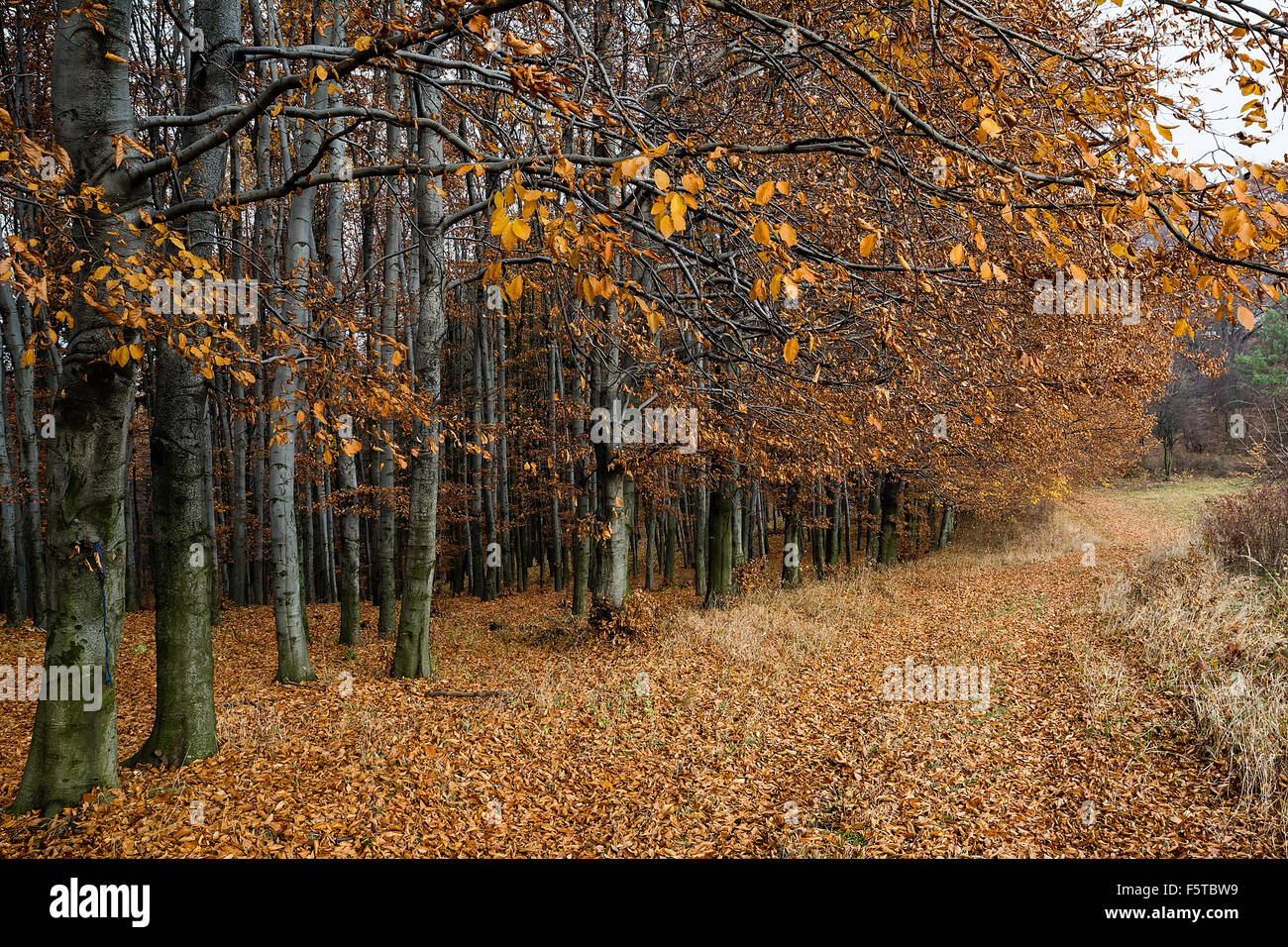 Beech forest in autumn (Poland Stock Photo - Alamy
