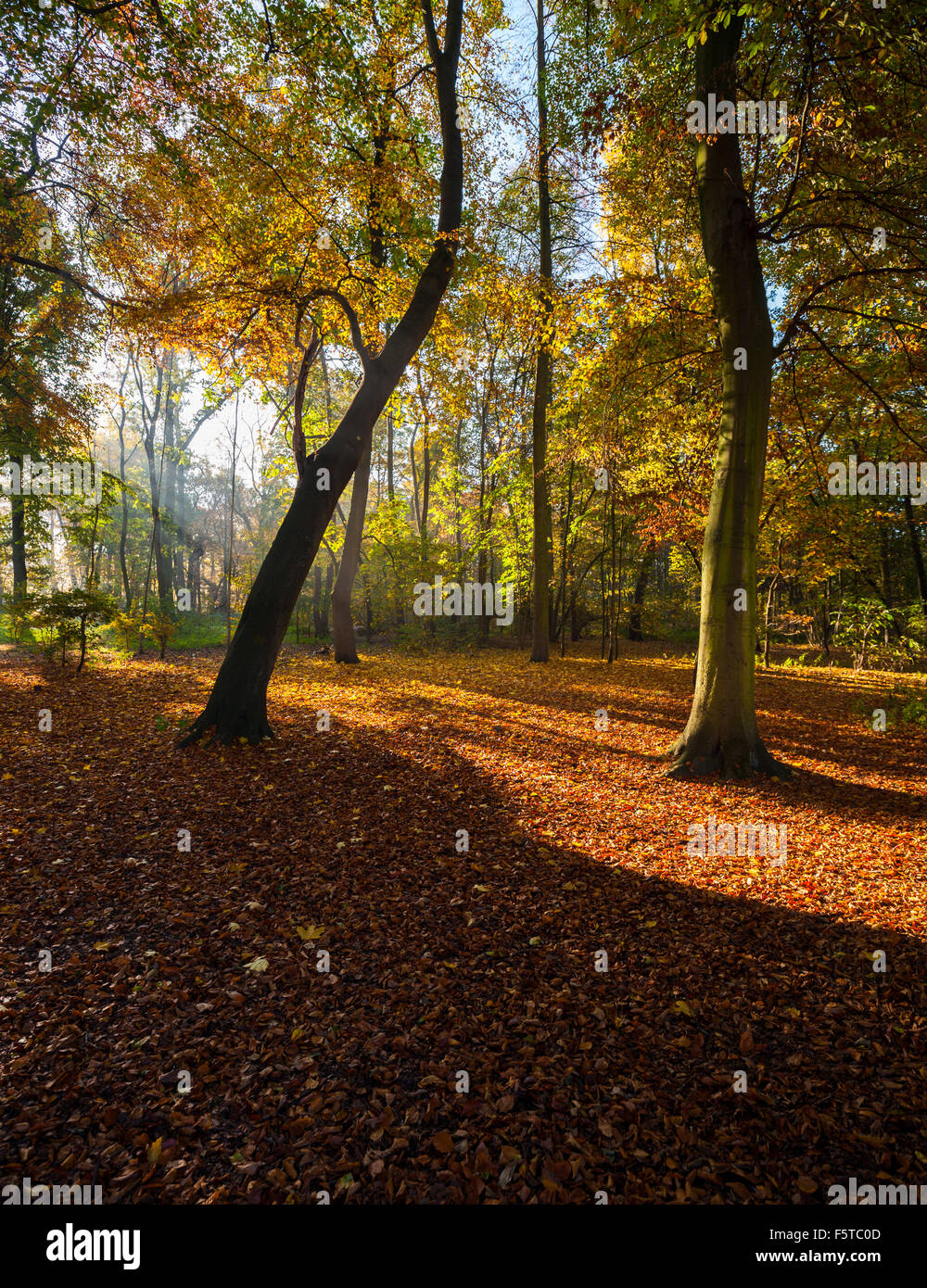 Belgium, Antwerp, middelheim park in autumn - fall Stock Photo - Alamy