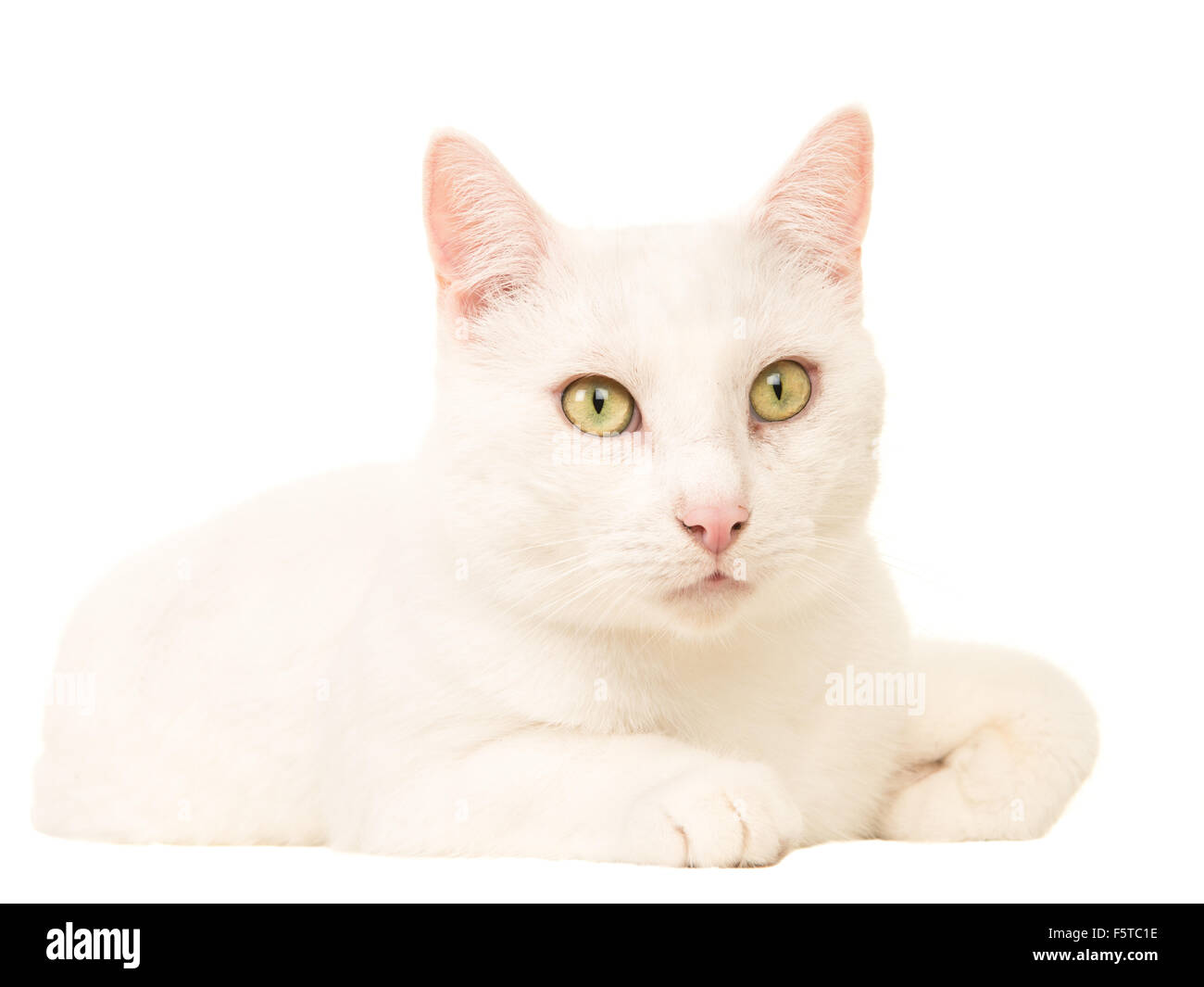 Lying down white cat isolated on a white background Stock Photo - Alamy