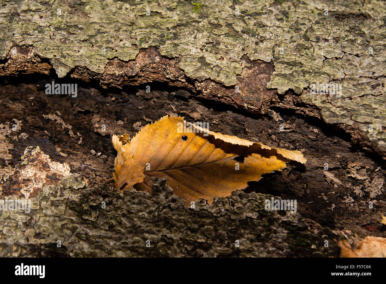 Leaves on the tree trunk Stock Photo - Alamy