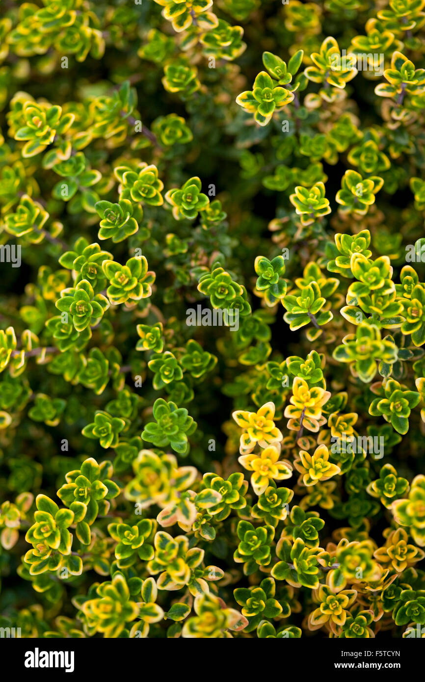 Vegetation background with green leaves of a plant Stock Photo - Alamy
