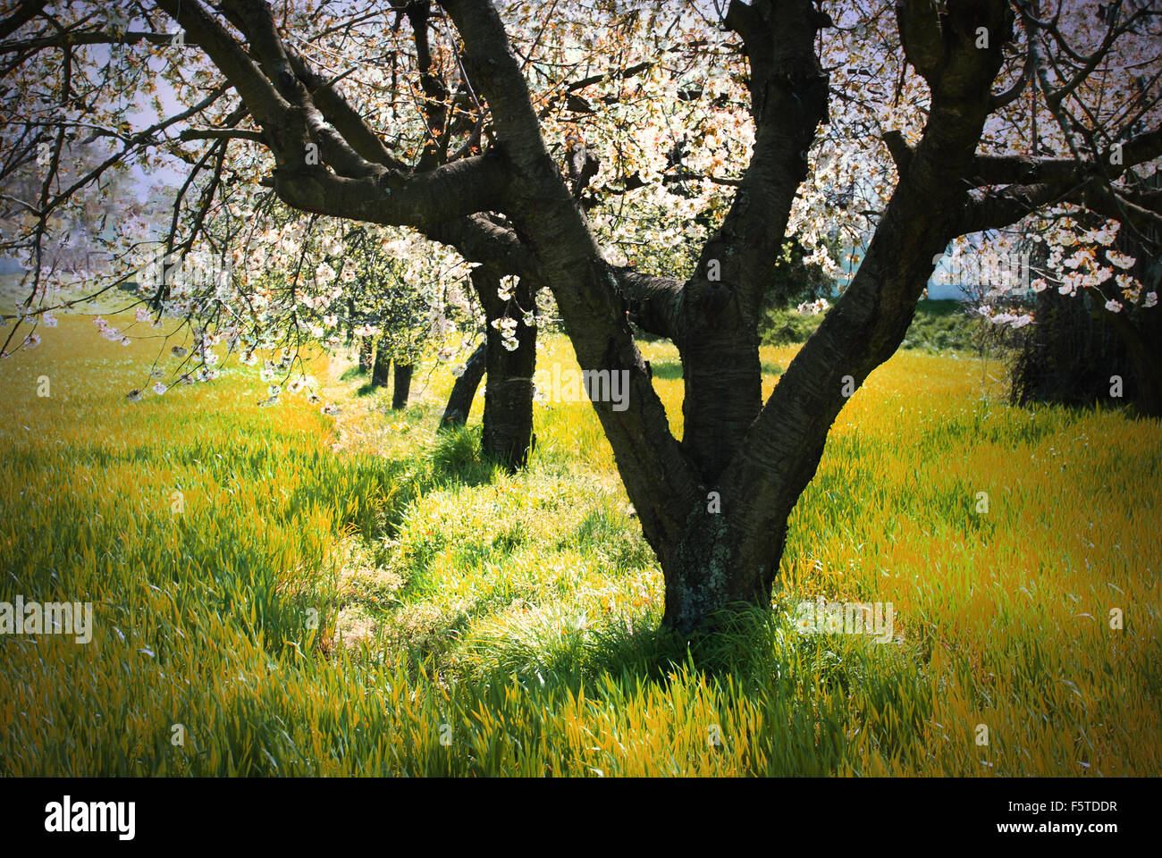 Vintage photo o old apple trees blooming garden Stock Photo - Alamy