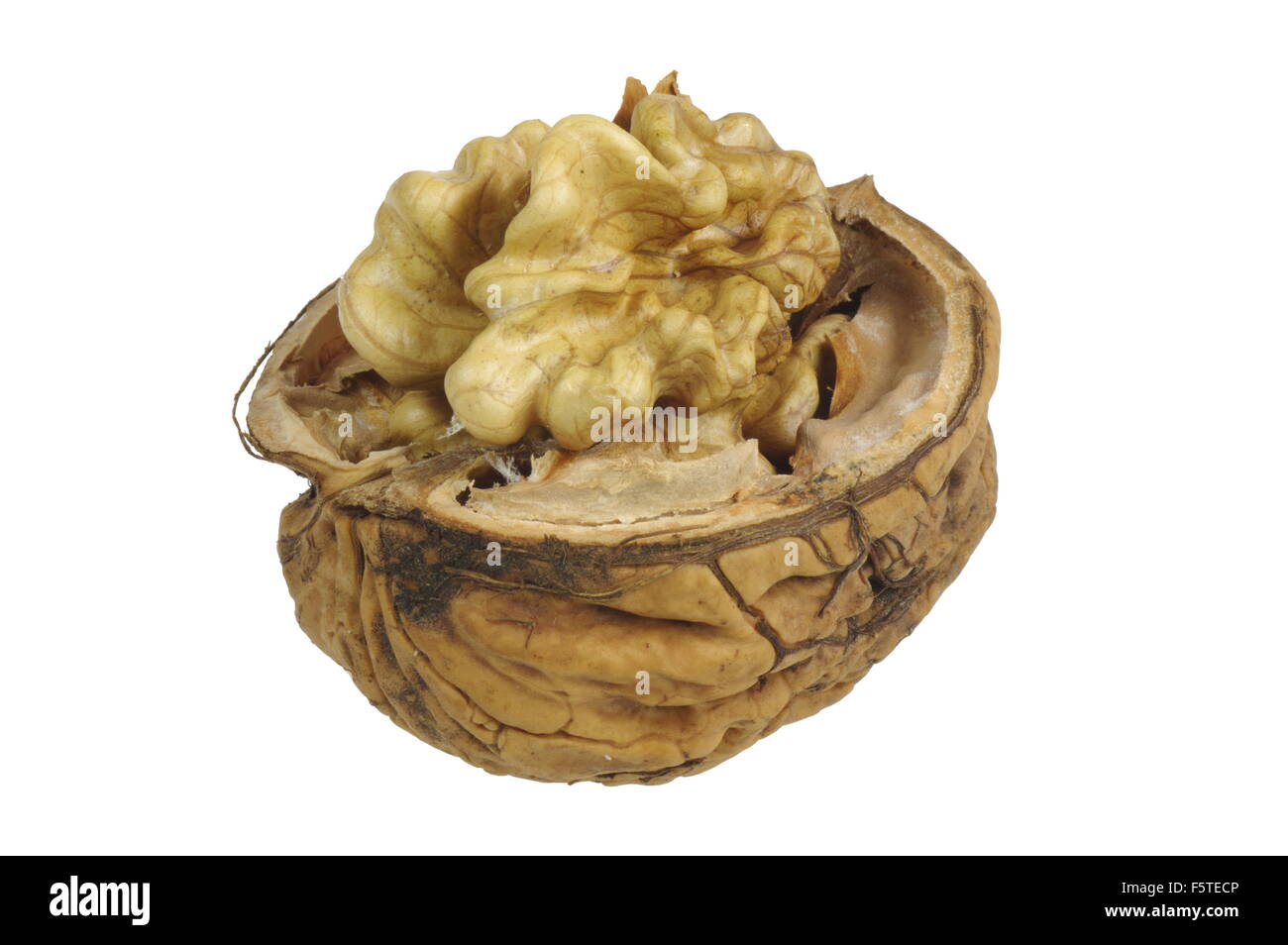 Walnut in shell open on a white background – isolated Stock Photo - Alamy