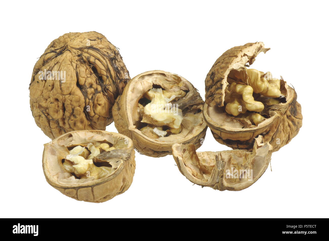 Walnut with open shell hi-res stock photography and images - Alamy