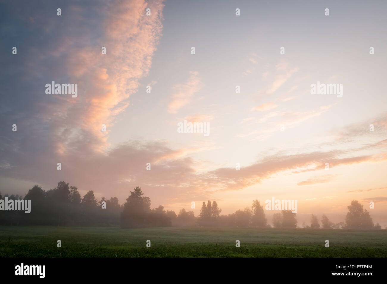 Misty meadow at dawn Stock Photo - Alamy