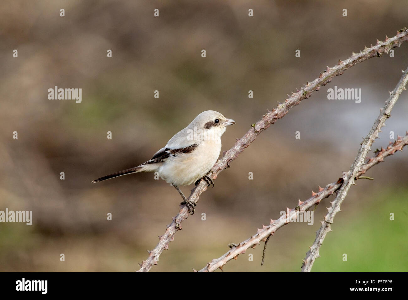 Bramble twigs hi-res stock photography and images - Alamy