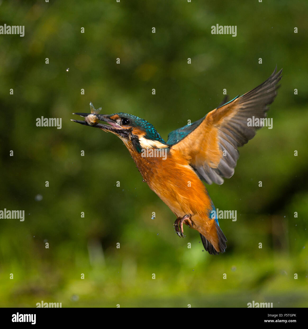 Kingfisher in flight with a fish Stock Photo - Alamy