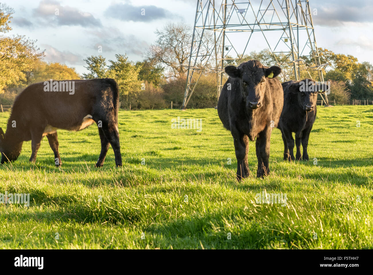 A small herd of Galloway cows bathed in the late afternoon sun in ...