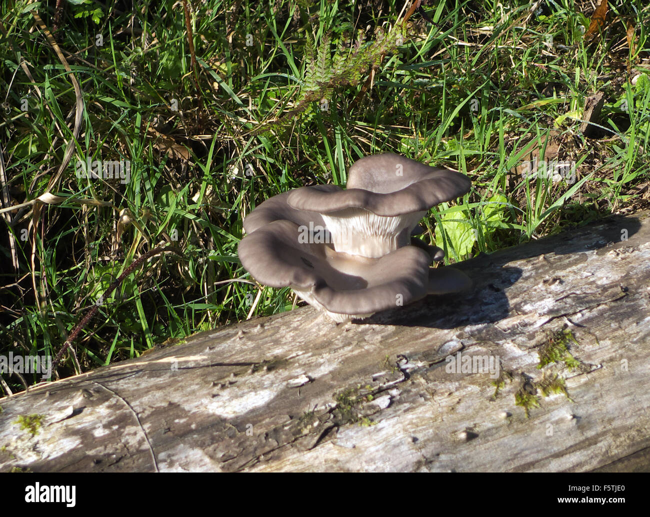 Britain Fungi Stock Photos & Britain Fungi Stock Images - Alamy