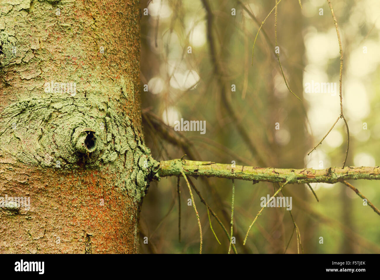 Closeup of pine stem in forest Stock Photo - Alamy
