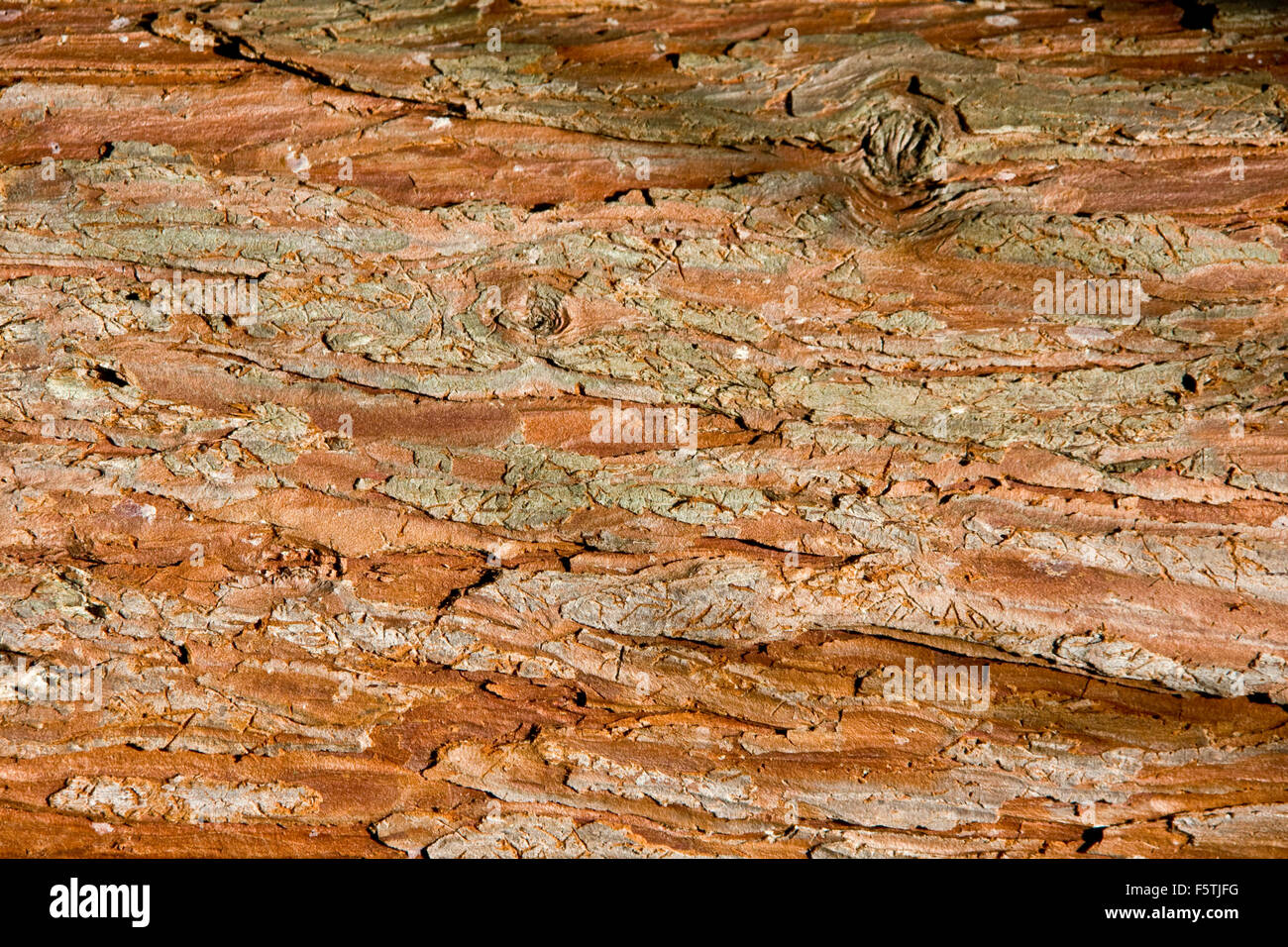 Pine cortex texture Stock Photo - Alamy
