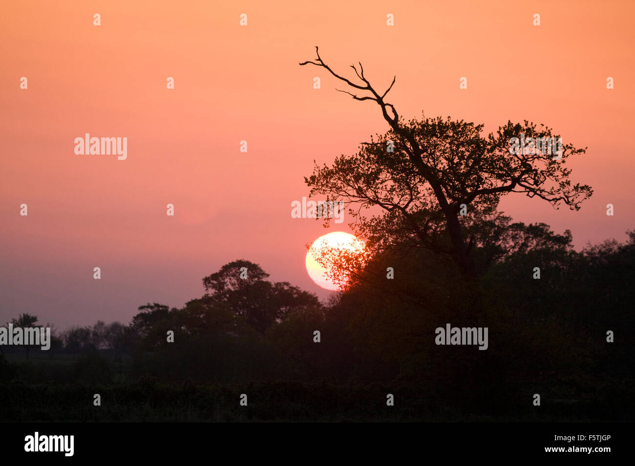 Sunset in countryside trees hi-res stock photography and images - Alamy