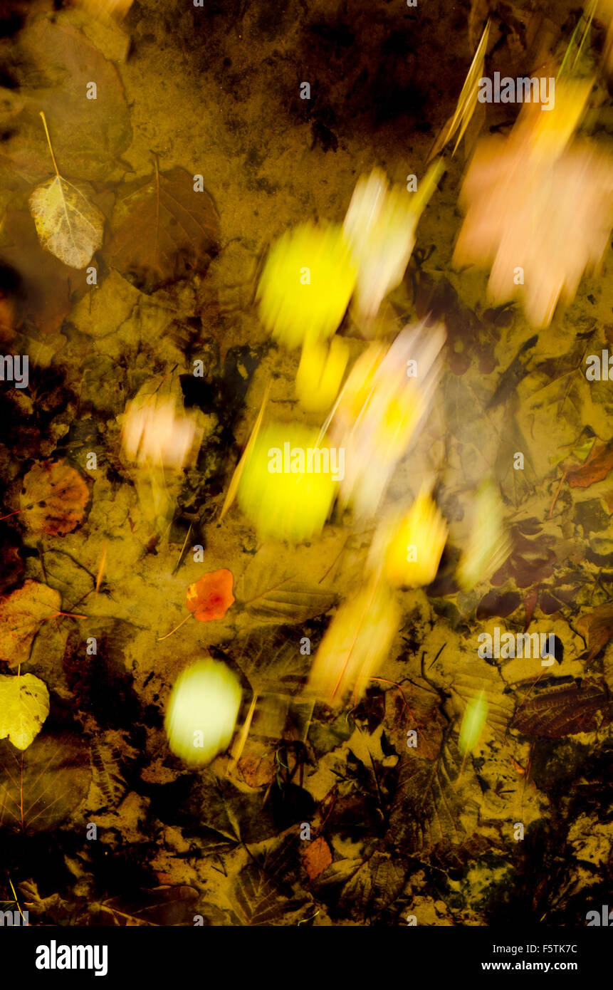 Motion blurred tree leaves hi-res stock photography and images - Alamy