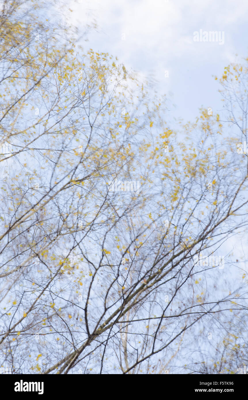 tree branches on windy weather Stock Photo - Alamy
