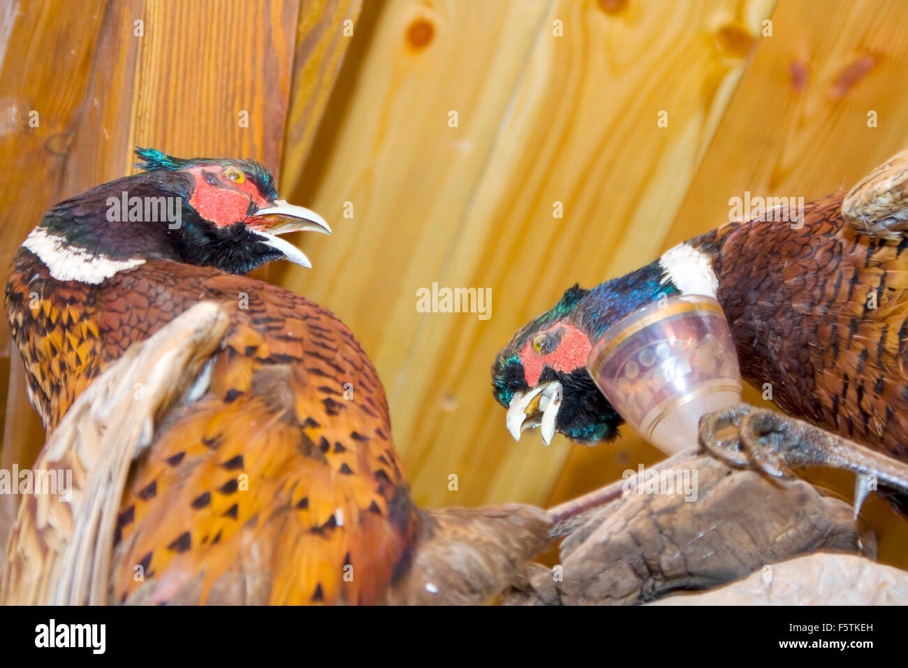 Pheasants. Stuffed animal Stock Photo - Alamy