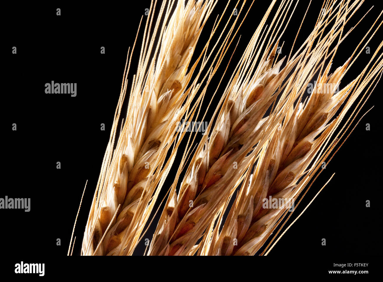 Close-up view of wheat ears. Isolated on black Stock Photo - Alamy