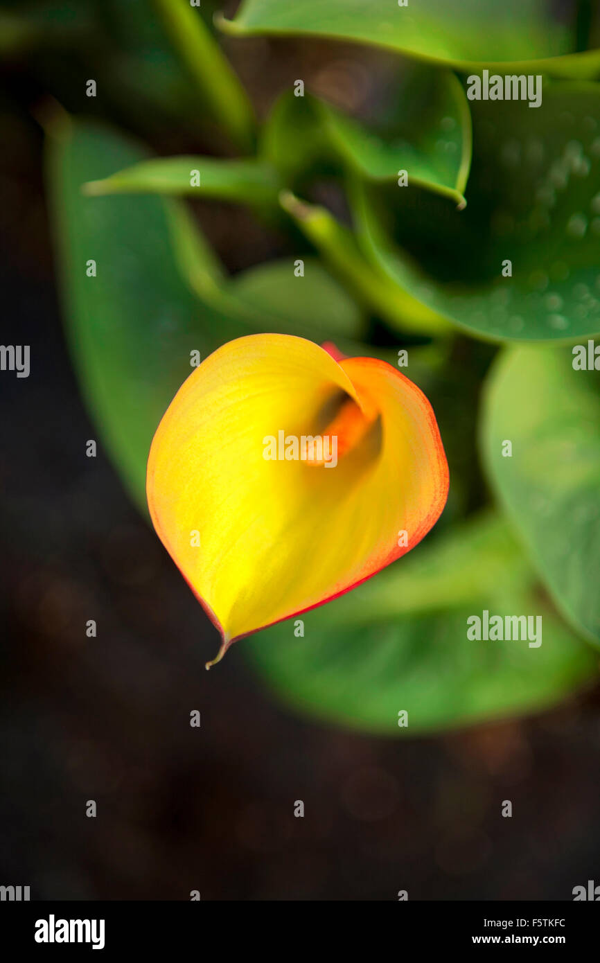 Close up arum leaves hi-res stock photography and images - Alamy