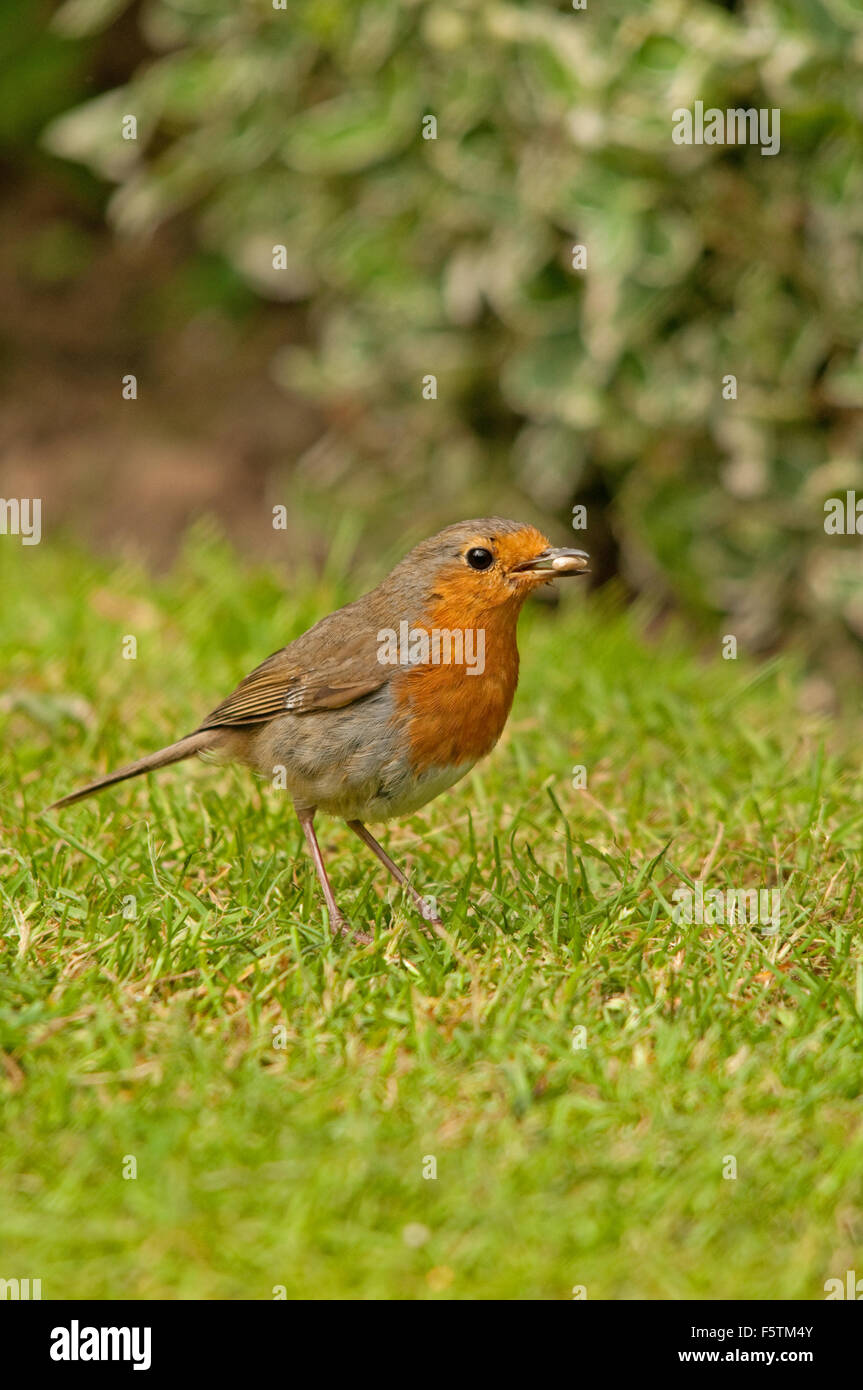 Adult Robin collecting sunflower hearts Stock Photo - Alamy