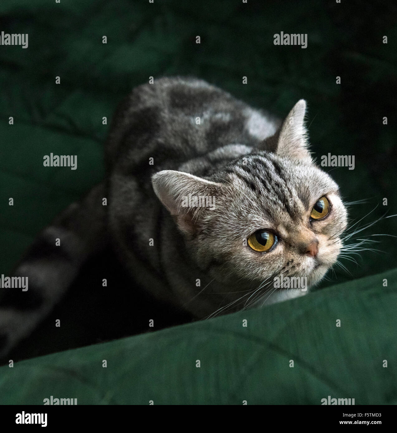Tabby white cat hunched sitting hi-res stock photography and images - Alamy
