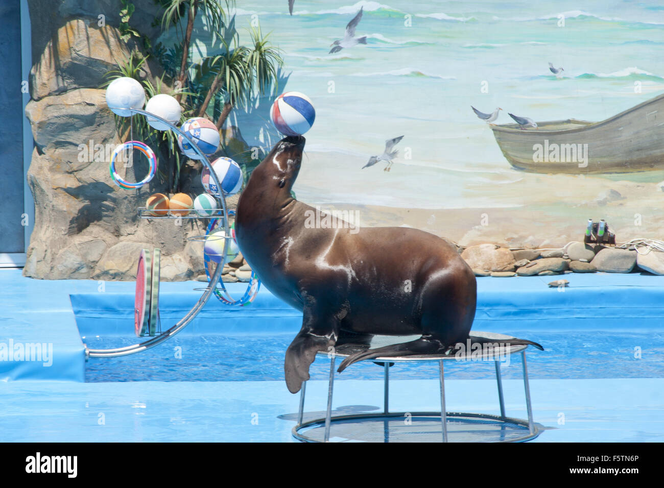 Walrus with ball at dolphinarium Stock Photo - Alamy