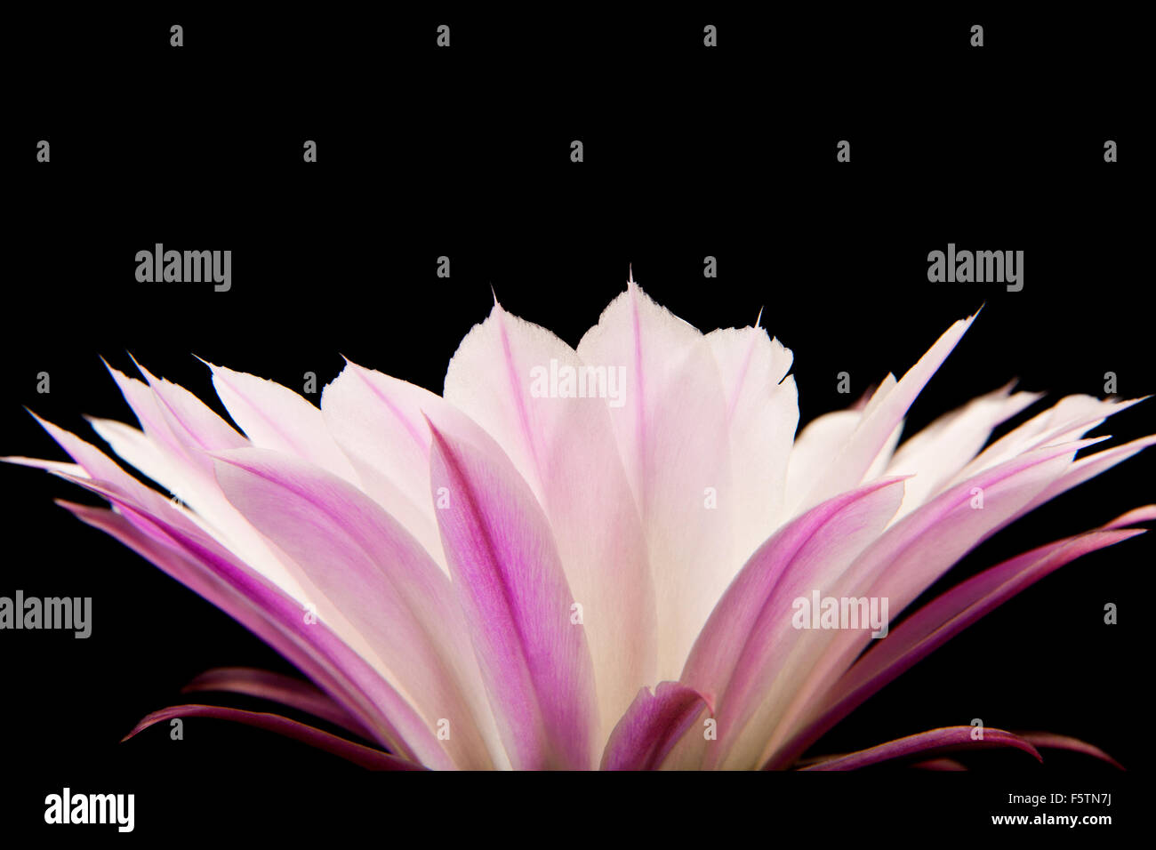 Pink cactus flower isolated on black Stock Photo - Alamy