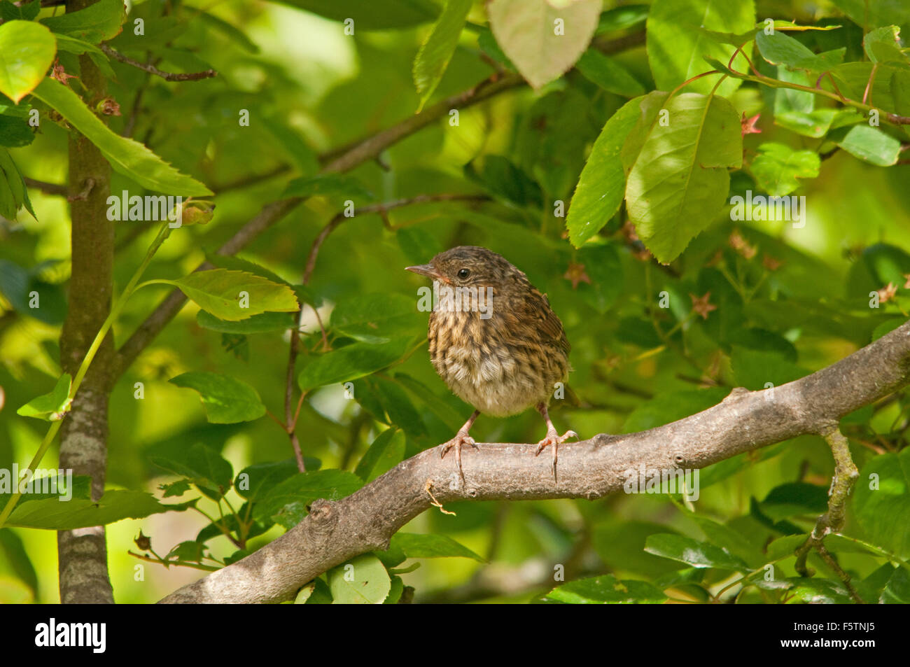 Juvenile Dunnock in Ornamental Cherry Tree Stock Photo - Alamy